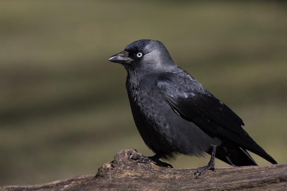 Dohle Foto & Bild | tiere, wildlife, wild lebende vögel Bilder auf ...