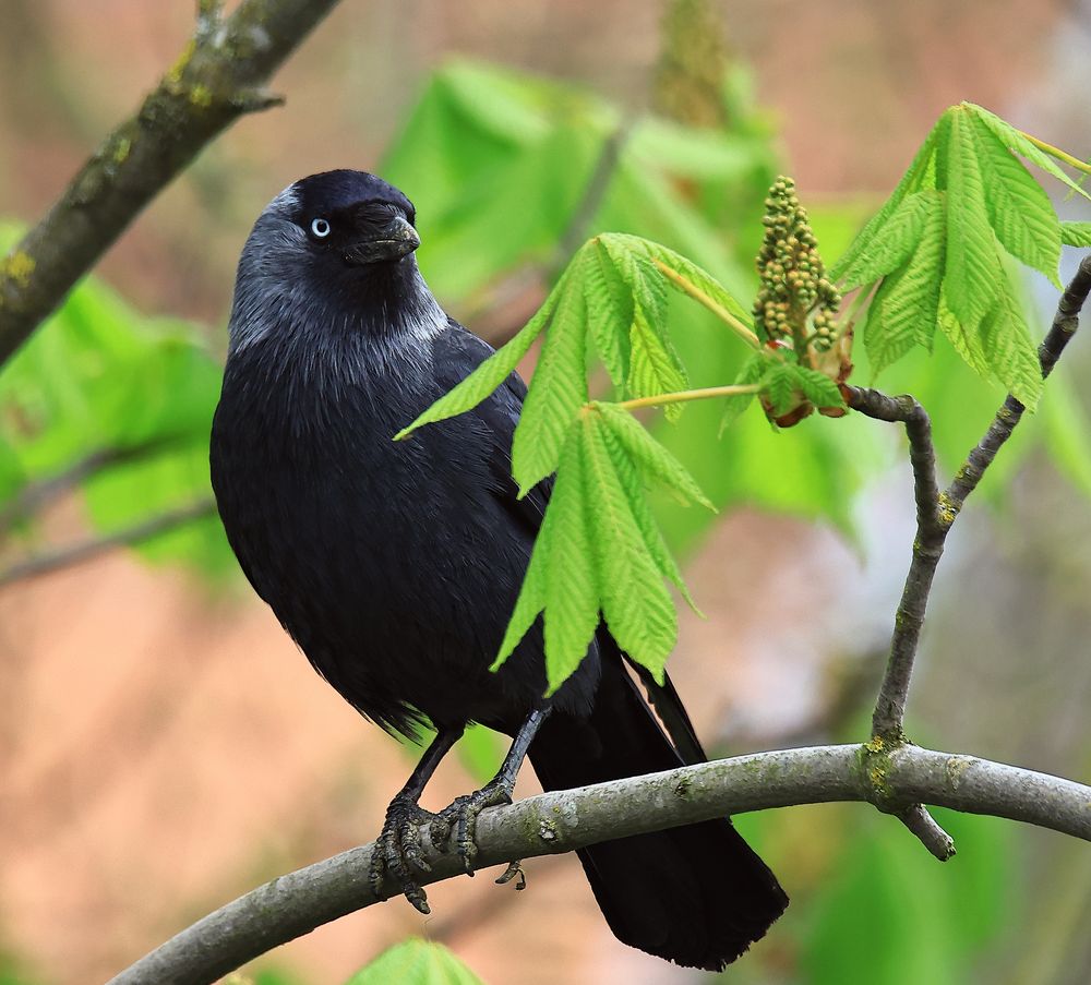 Dohle Corvus monedula Foto & Bild | tiere, wildlife, wild lebende vögel ...