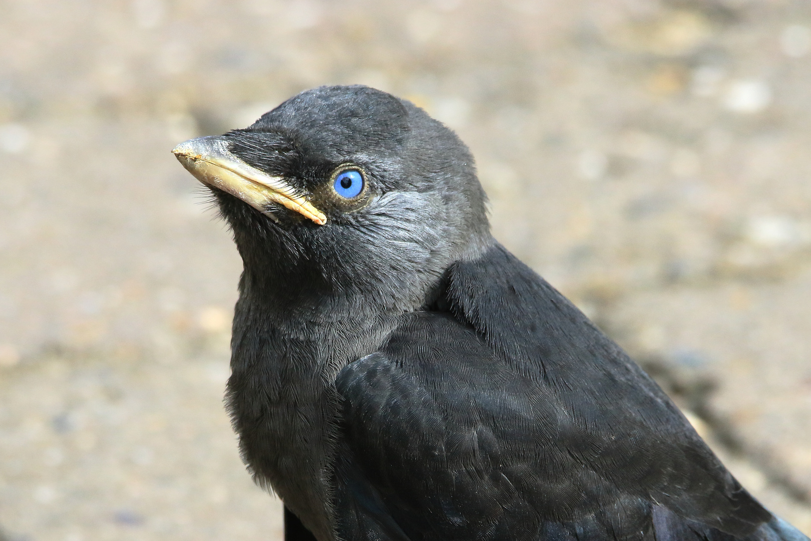 Dohle Corvus monedula Jungtier 2022 Foto & Bild | natur, bird, tiere ...