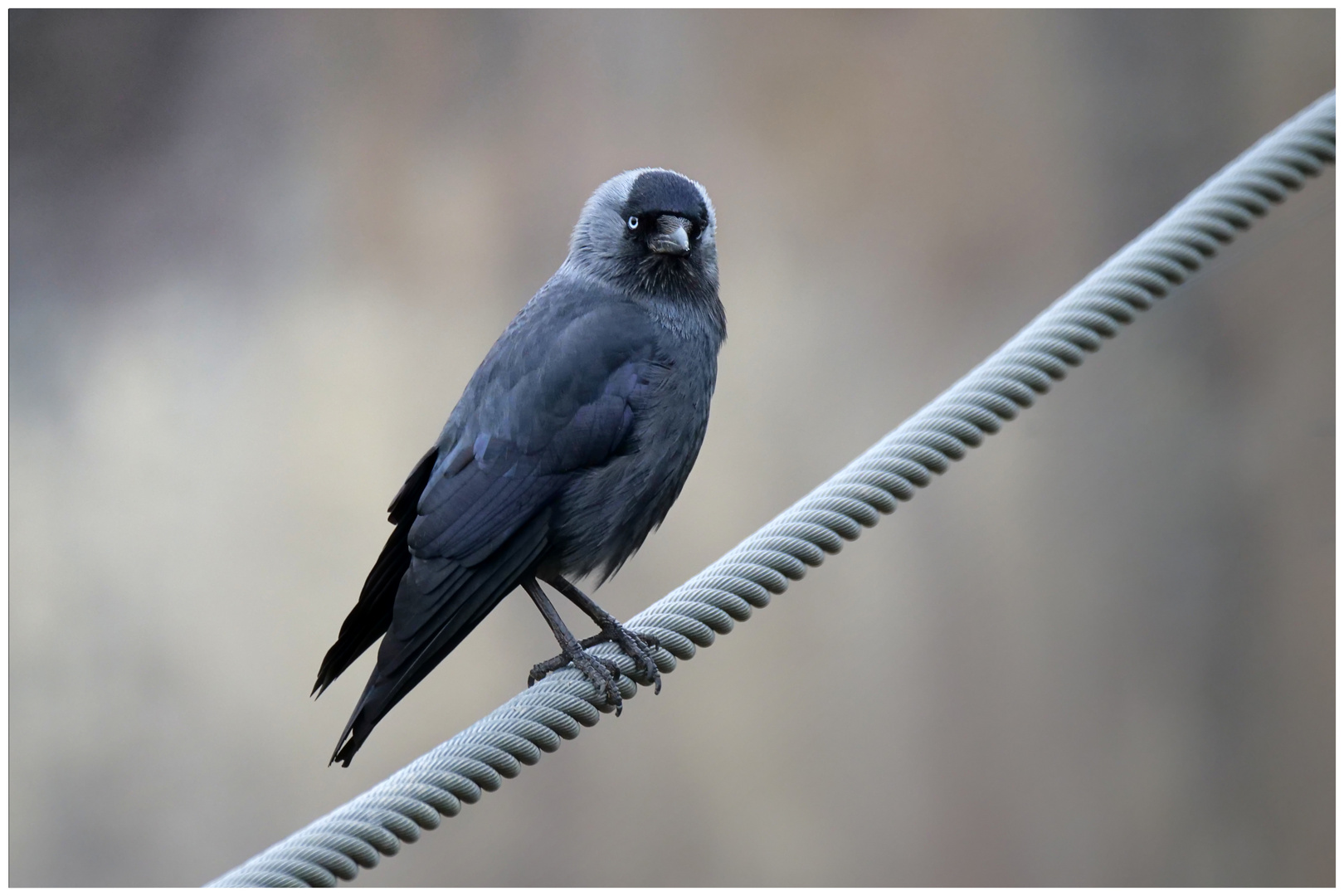 Dohle Foto & Bild | tiere, wildlife, wild lebende vögel Bilder auf ...