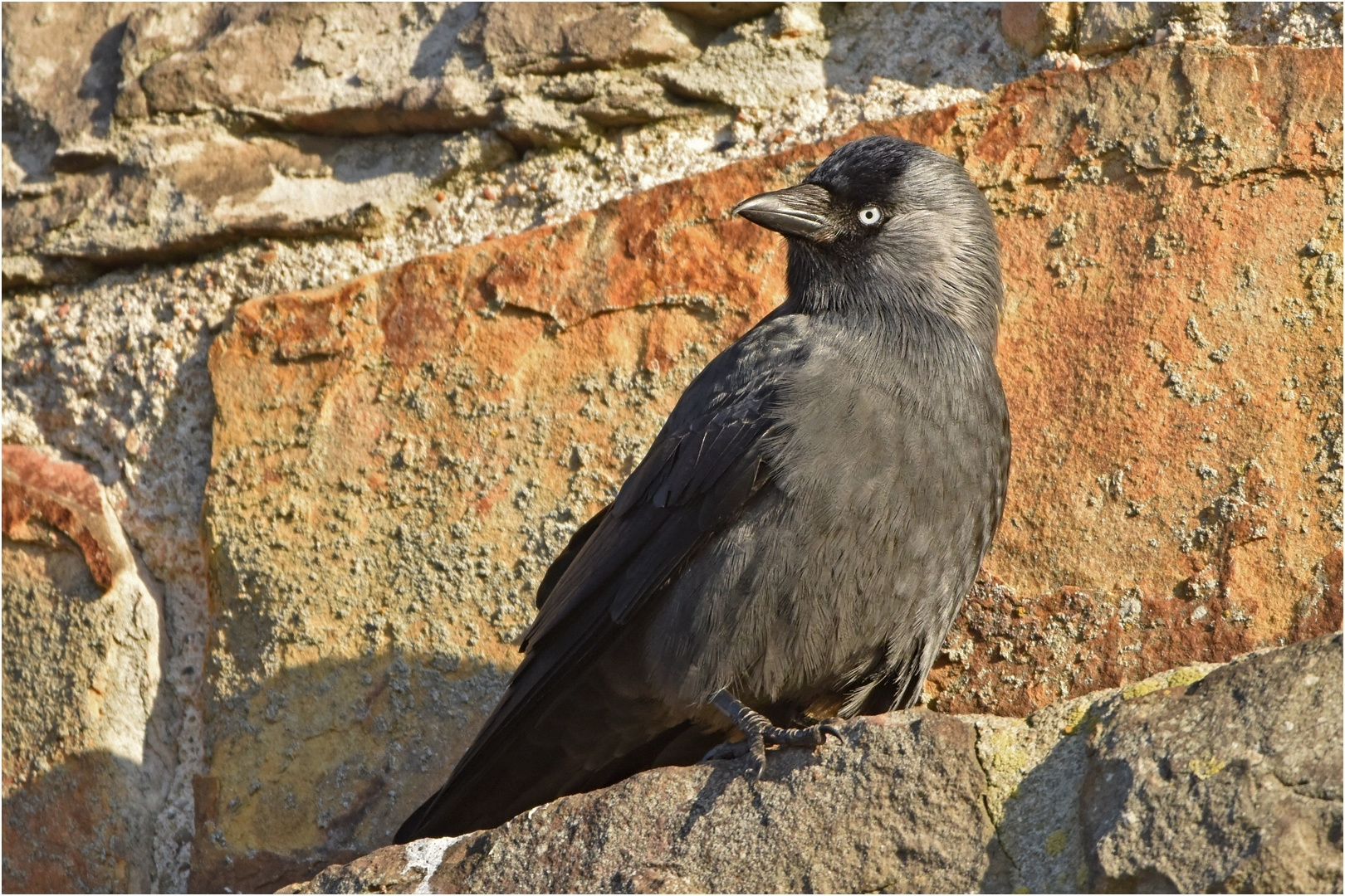 Dohle Foto & Bild | tiere, wildlife, wild lebende vögel Bilder auf ...