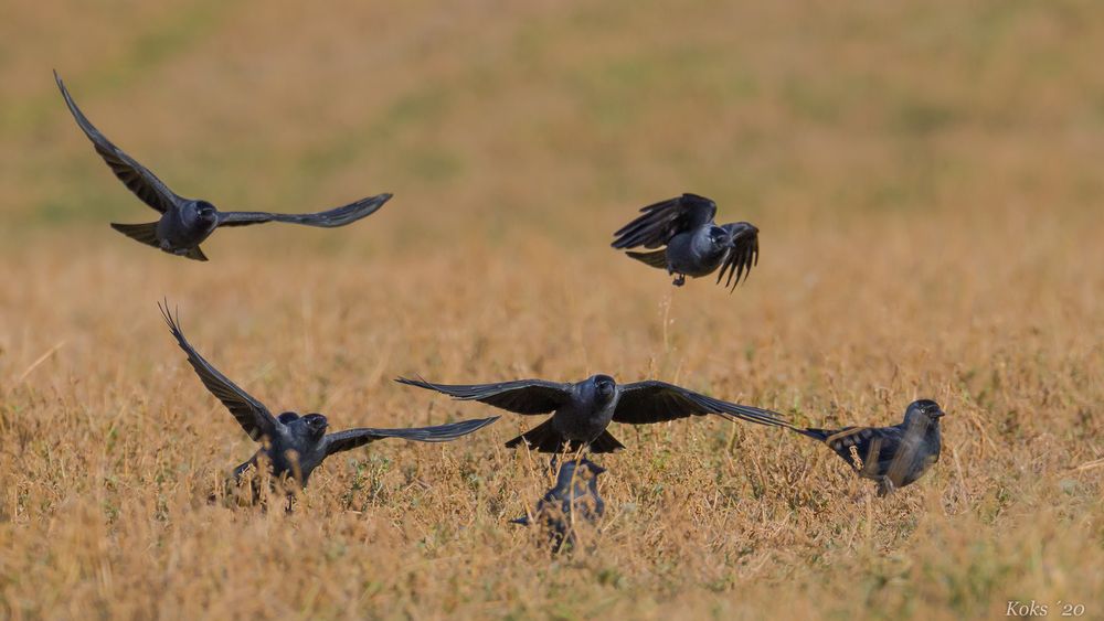 Dohlen Foto & Bild | natur, landschaft, tiere Bilder auf fotocommunity