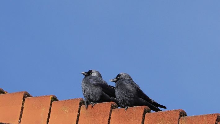 Rabenvögel Bilder & Fotos