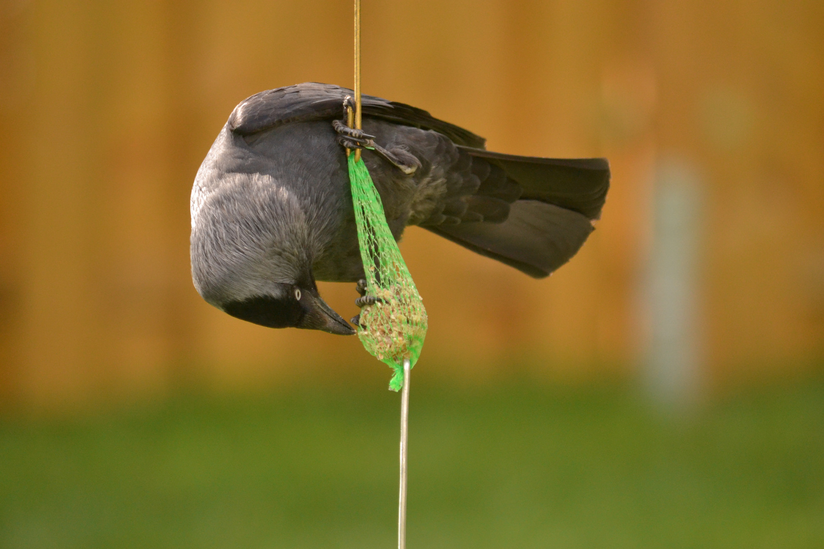 Dohlen am Meisenknödel Foto & Bild | europe, italy, vatican city, s ...