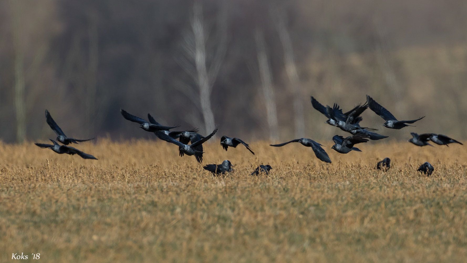 Dohlen - Zirkus Foto & Bild | tiere, wildlife, wild lebende vögel ...