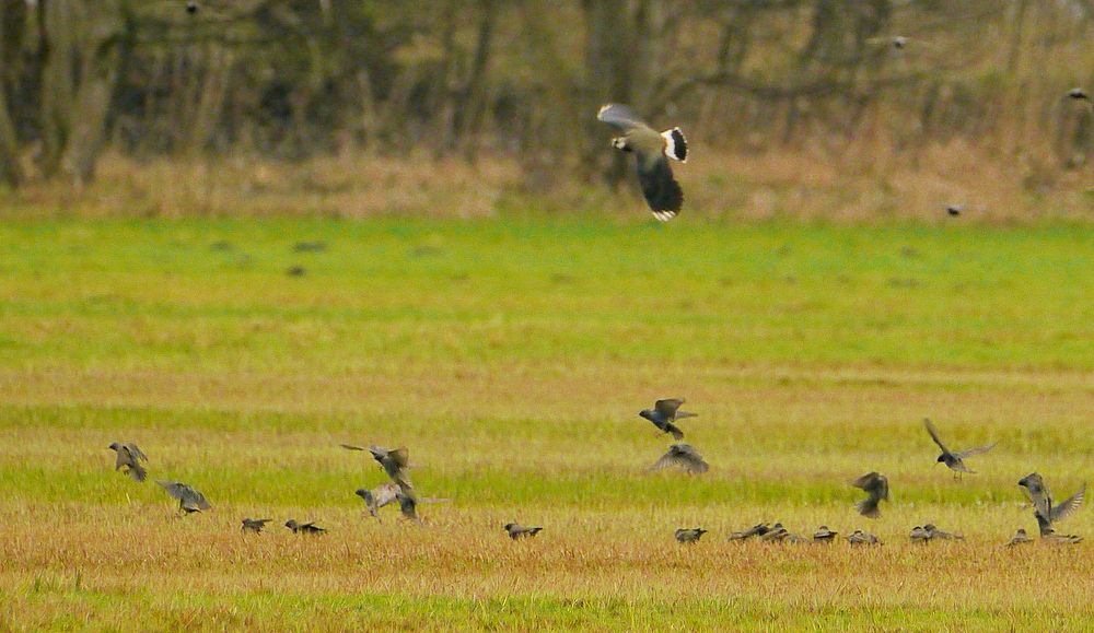 Doku: scheuer Kiebitz im Flug Foto & Bild | naturimpressionen ...