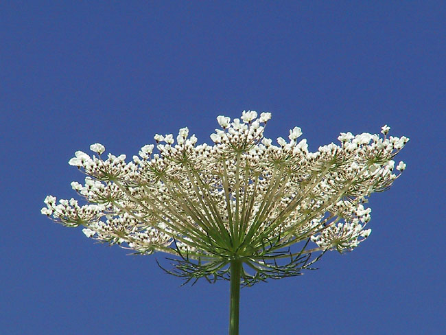 Doldenblüte Foto & Bild | pflanzen, pilze & flechten, blüten ...
