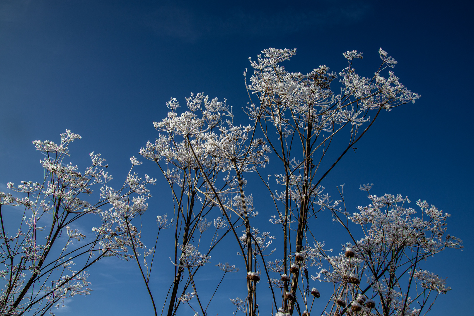 Doldenblütler Foto & Bild | pflanzen, pilze & flechten, jahreszeiten ...