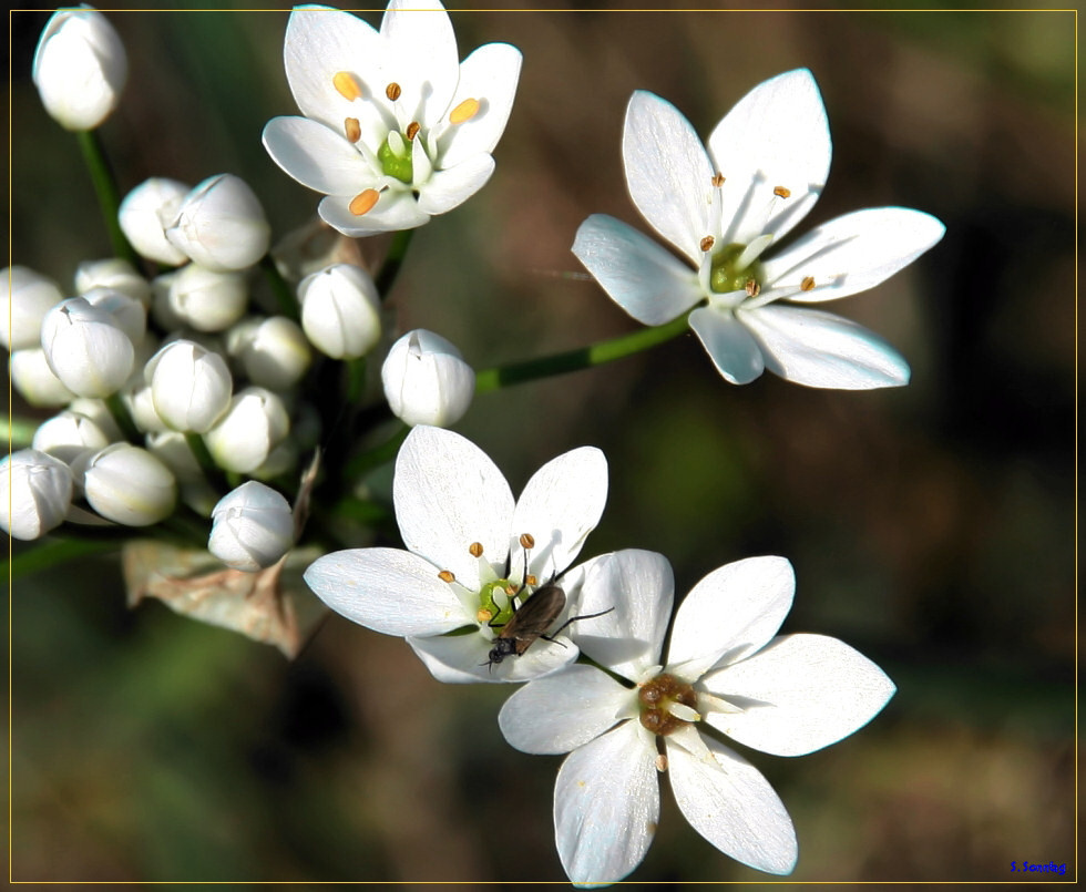 Doldiger Milchstern Foto & Bild | pflanzen, pilze & flechten, blüten- & kleinpflanzen, natur ...