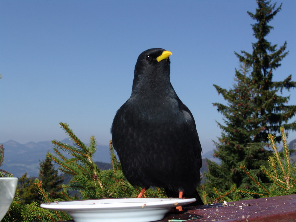 Dolen Imbiss Foto & Bild | tiere, wildlife, wild lebende vögel Bilder ...