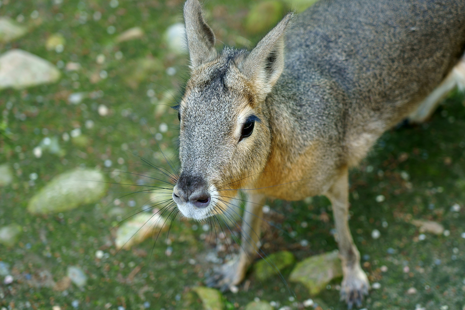 Dolichotis patagonum - Mara, Großer Pampashase Foto & Bild | tiere, zoo ...