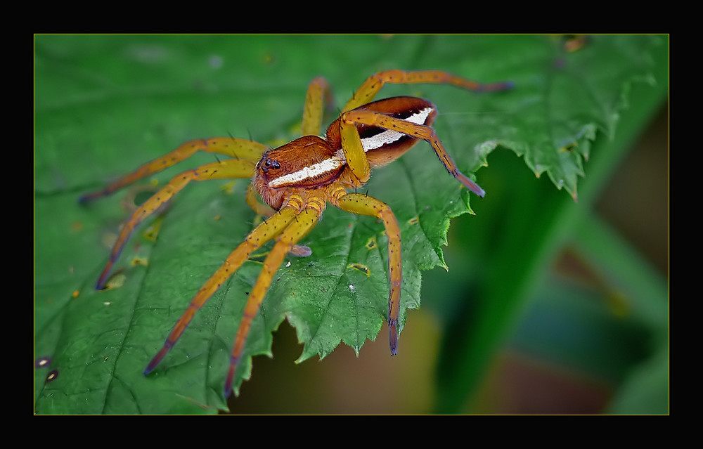 Dolomedes fimbriatus = Gerandete Jagdspinne Foto & Bild | archiv ...