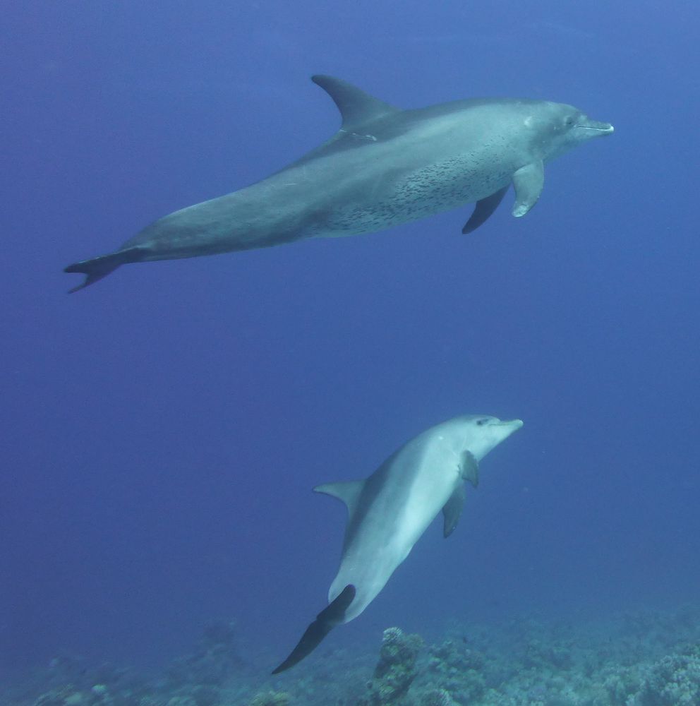 Dolphin-Pop 1 Foto & Bild | unterwasser, natur-kreativ ...