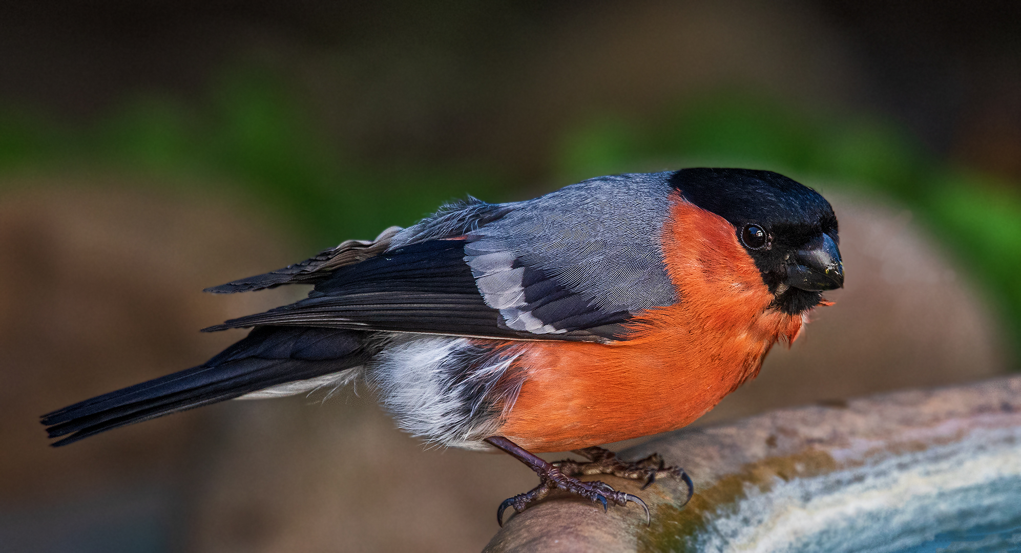 Dompfaff 001 Foto & Bild | deutschland, europe, nordrhein- westfalen ...