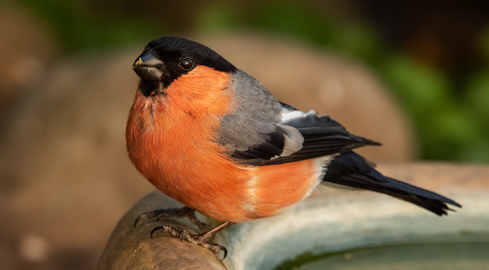 Dompfaff 005 Foto & Bild | tiere, wildlife, wild lebende vögel Bilder ...