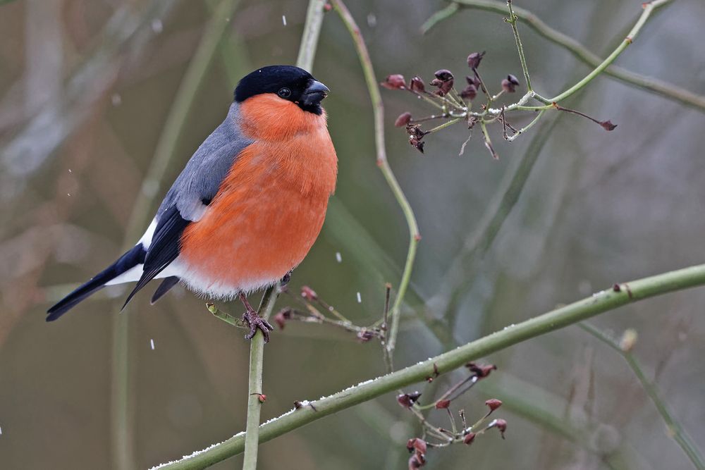 Dompfaff Foto & Bild | natur, tiere, vögel Bilder auf fotocommunity
