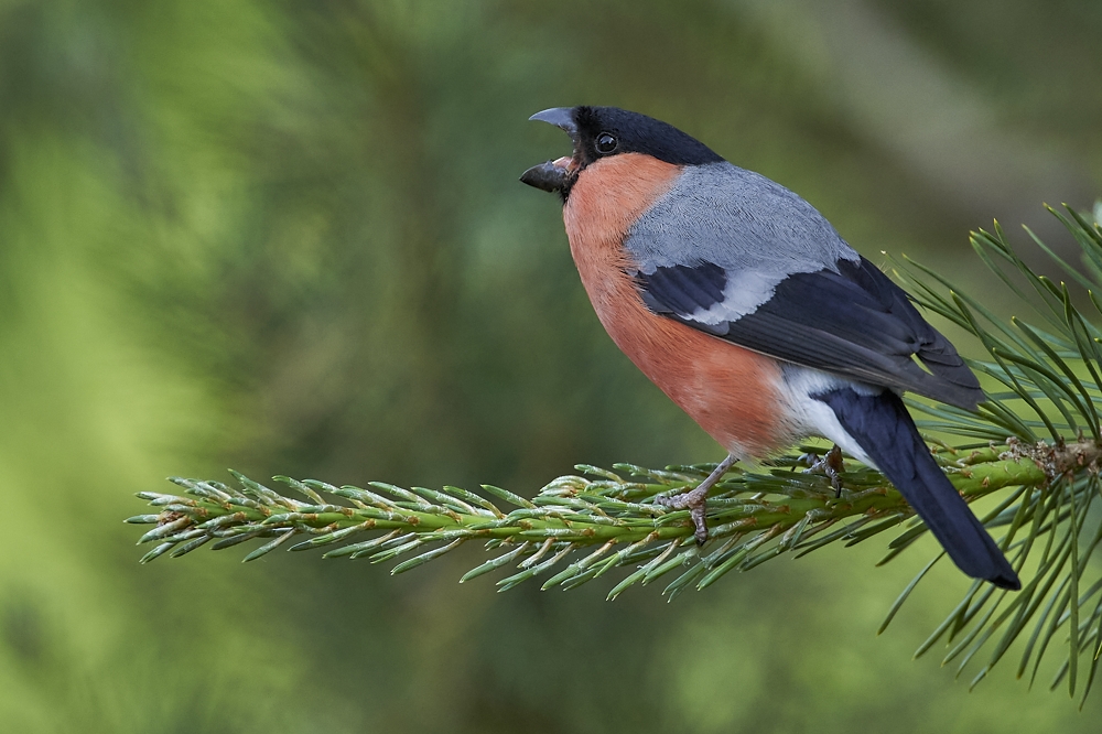 Dompfaff Foto & Bild | tiere, wildlife, wild lebende vögel Bilder auf ...