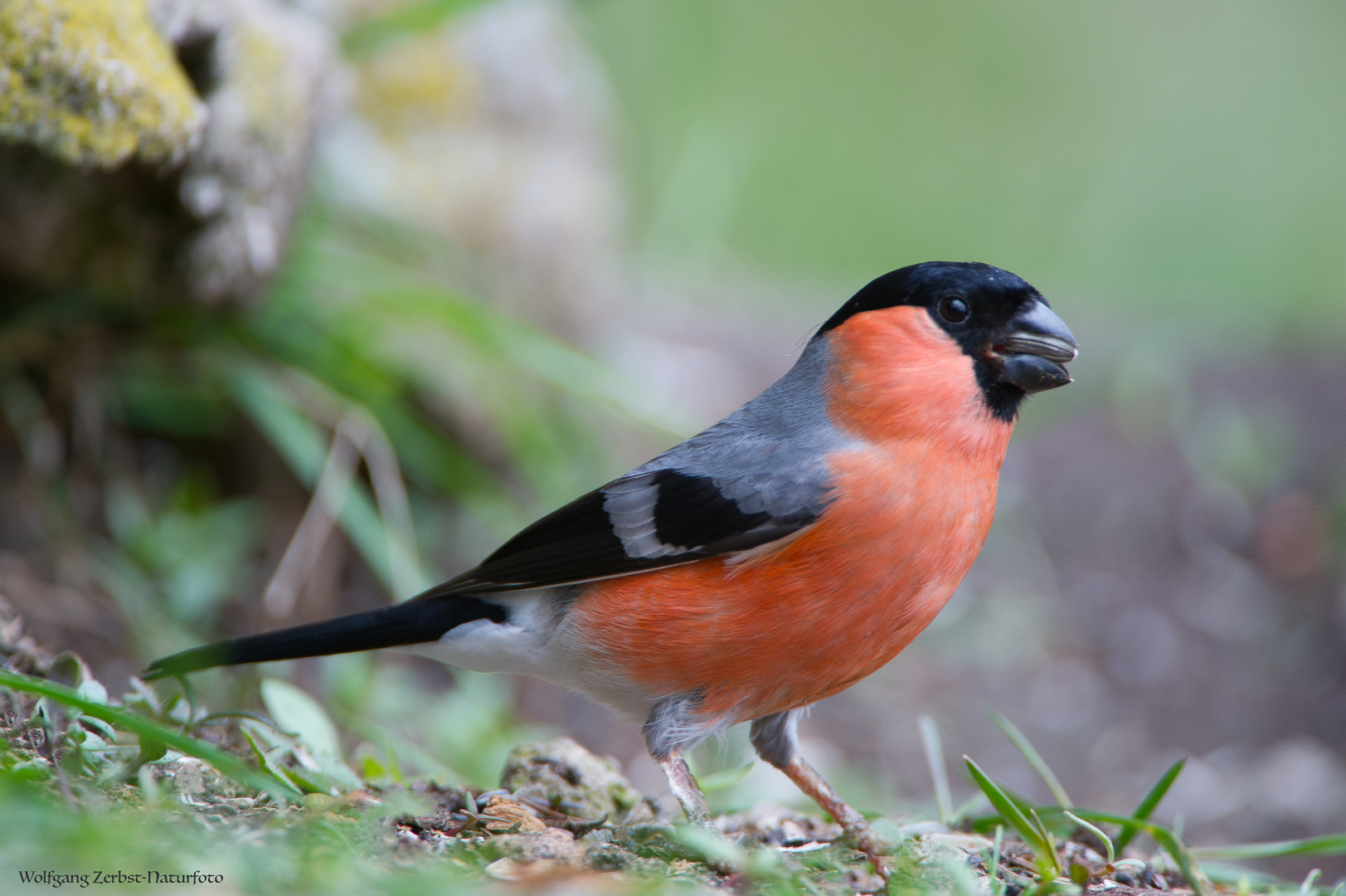 Dompfaff --- Foto & Bild | natur, vögel, wildlife Bilder auf fotocommunity