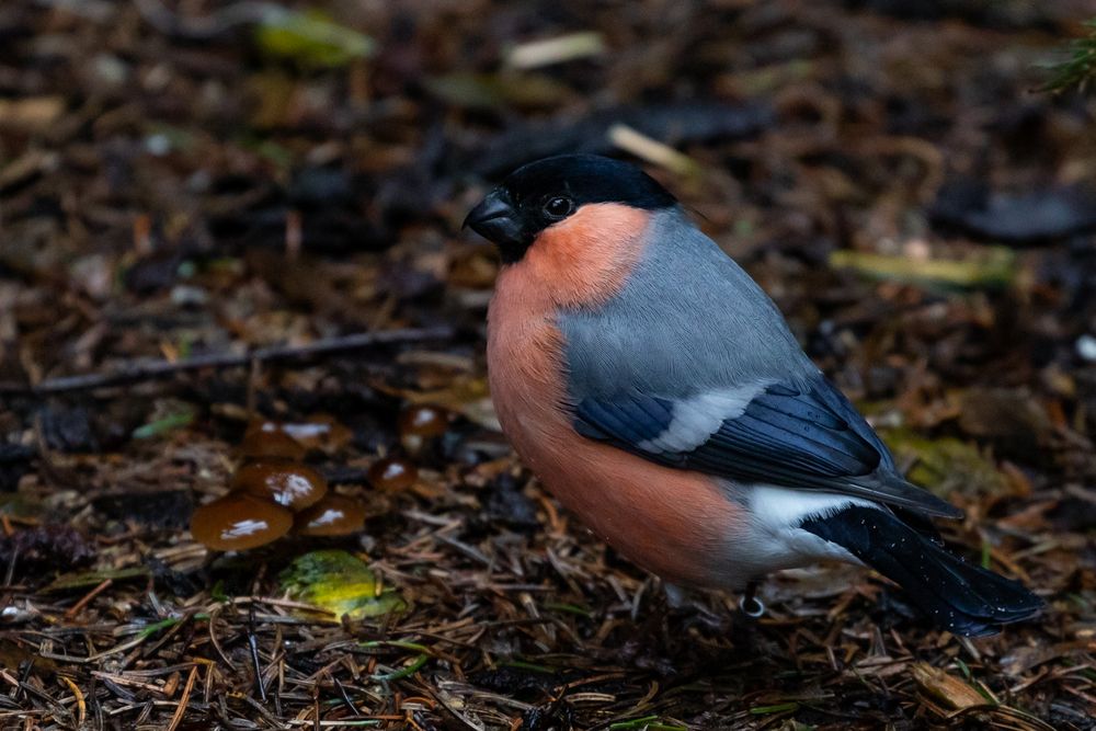 Dompfaff Foto & Bild | tiere, wildlife, wild lebende vögel Bilder auf ...