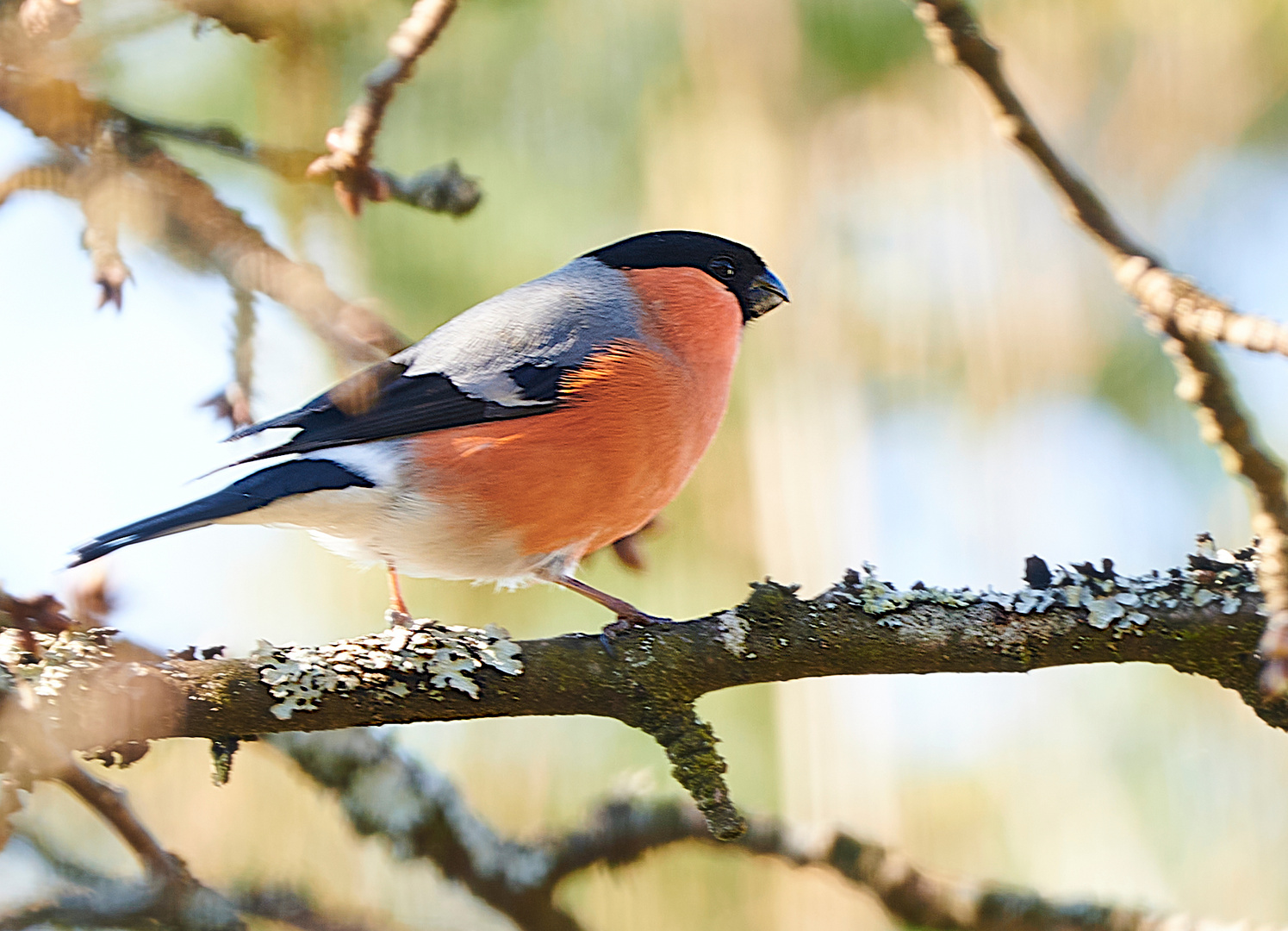 Dompfaff Foto & Bild | tiere, wildlife, wild lebende vögel Bilder auf ...