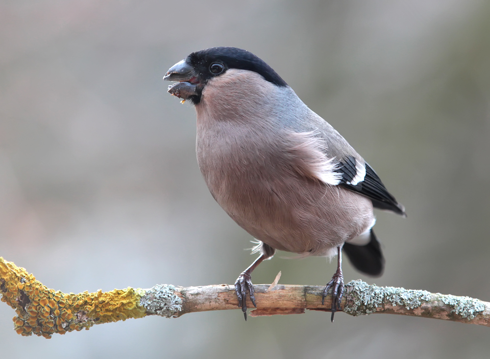 Dompfaff Foto & Bild | tiere, wildlife, wild lebende vögel Bilder auf ...