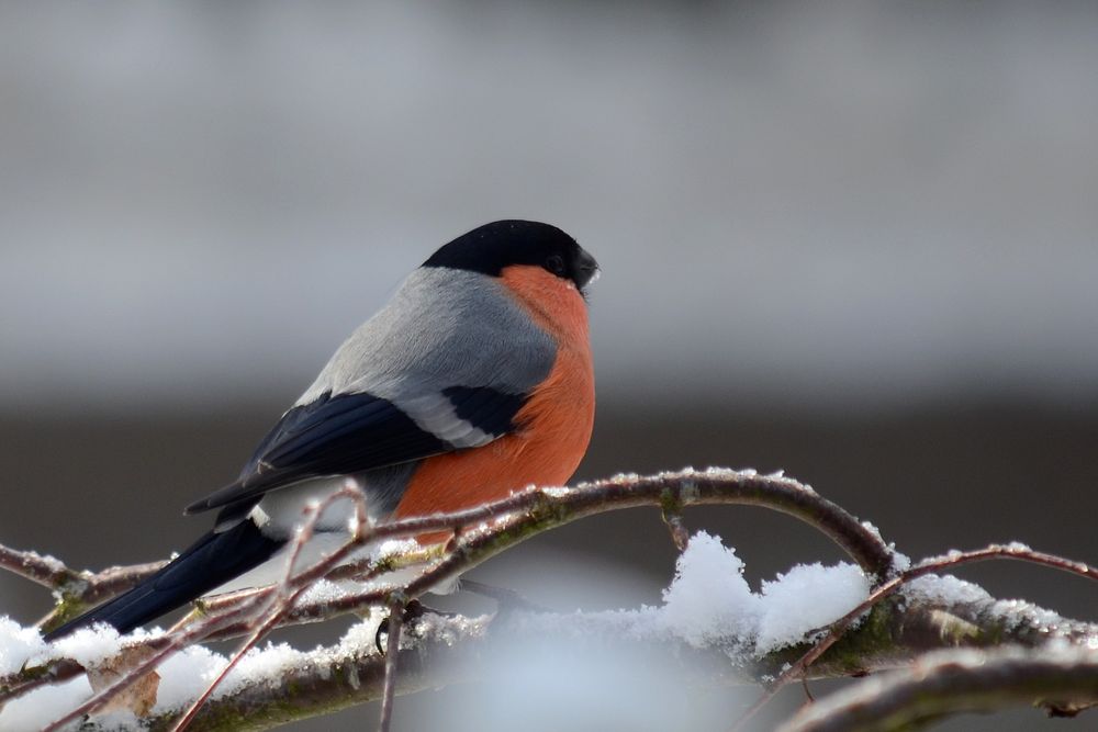 Dompfaff Foto & Bild | tiere, wildlife, wild lebende vögel Bilder auf ...