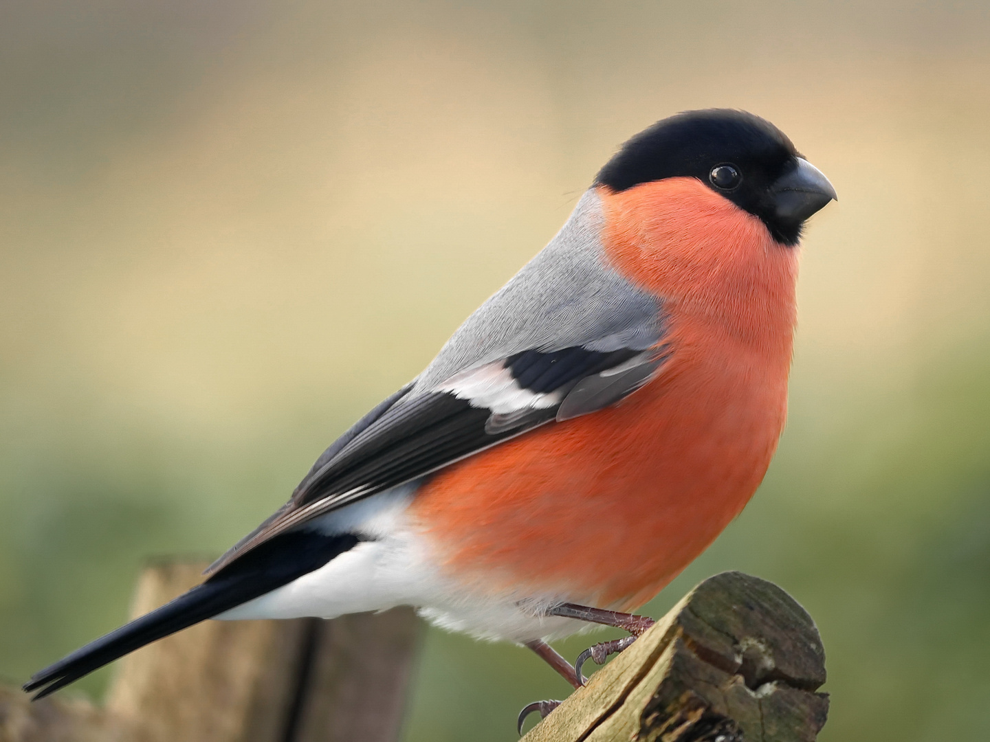 Dompfaff Foto & Bild | natur, tiere, vögel Bilder auf fotocommunity