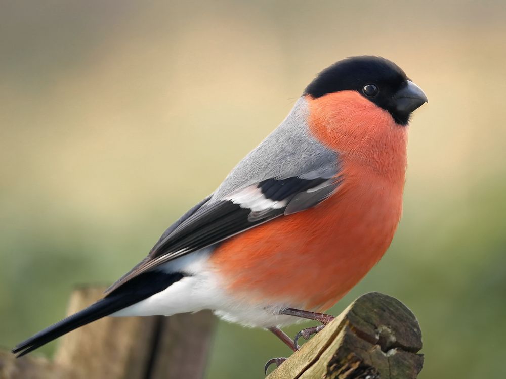 Dompfaff Foto & Bild | natur, tiere, vögel Bilder auf fotocommunity