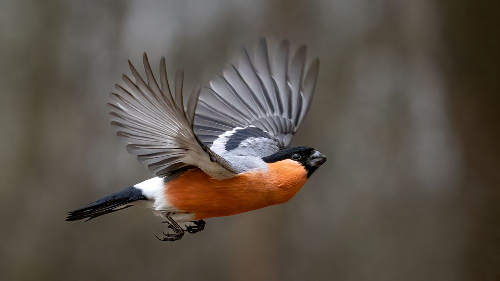 Dompfaff Foto & Bild | fotos, natur, vogel Bilder auf fotocommunity