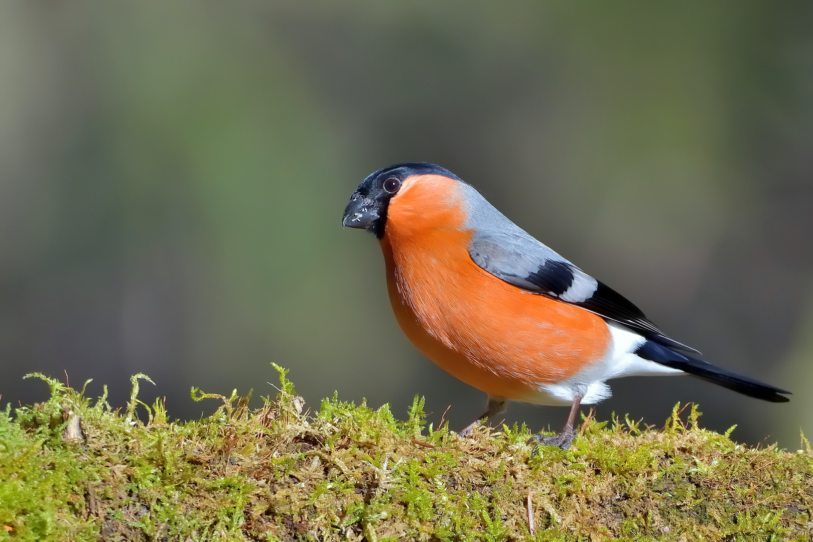 Dompfaff auch Gimpel genannt Foto & Bild | fotos, natur, landschaft ...
