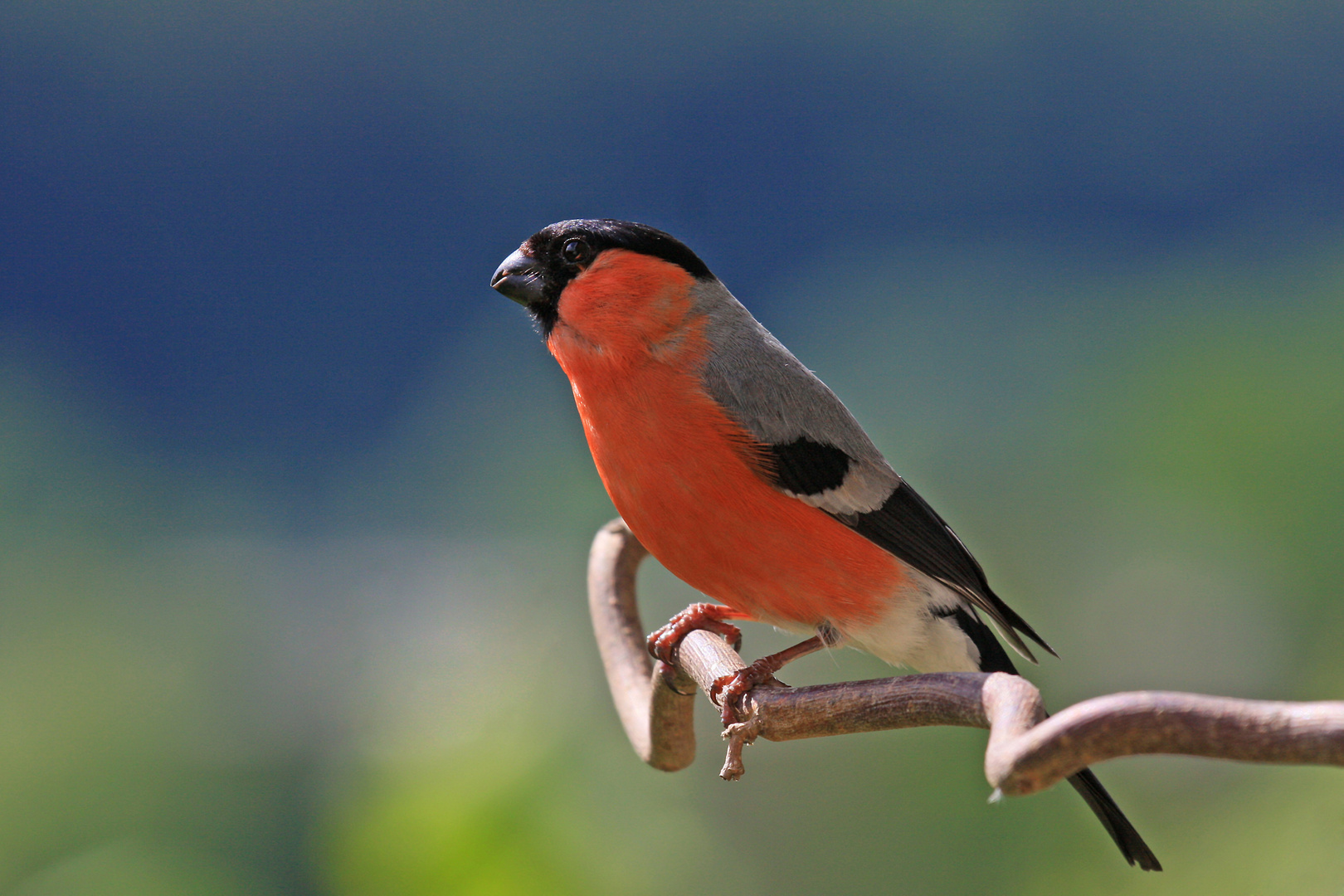 Dompfaff (Gimpel) Foto & Bild | tiere, wildlife, wild lebende vögel ...