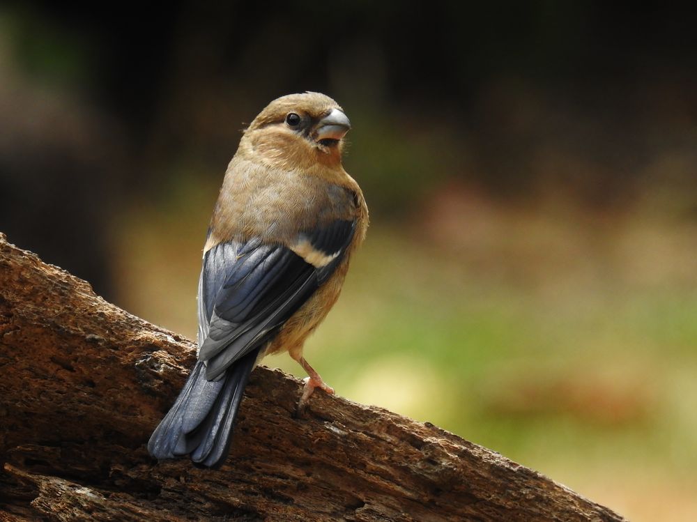 Dompfaff Junior..... Foto & Bild | tiere, wildlife, wild lebende vögel ...