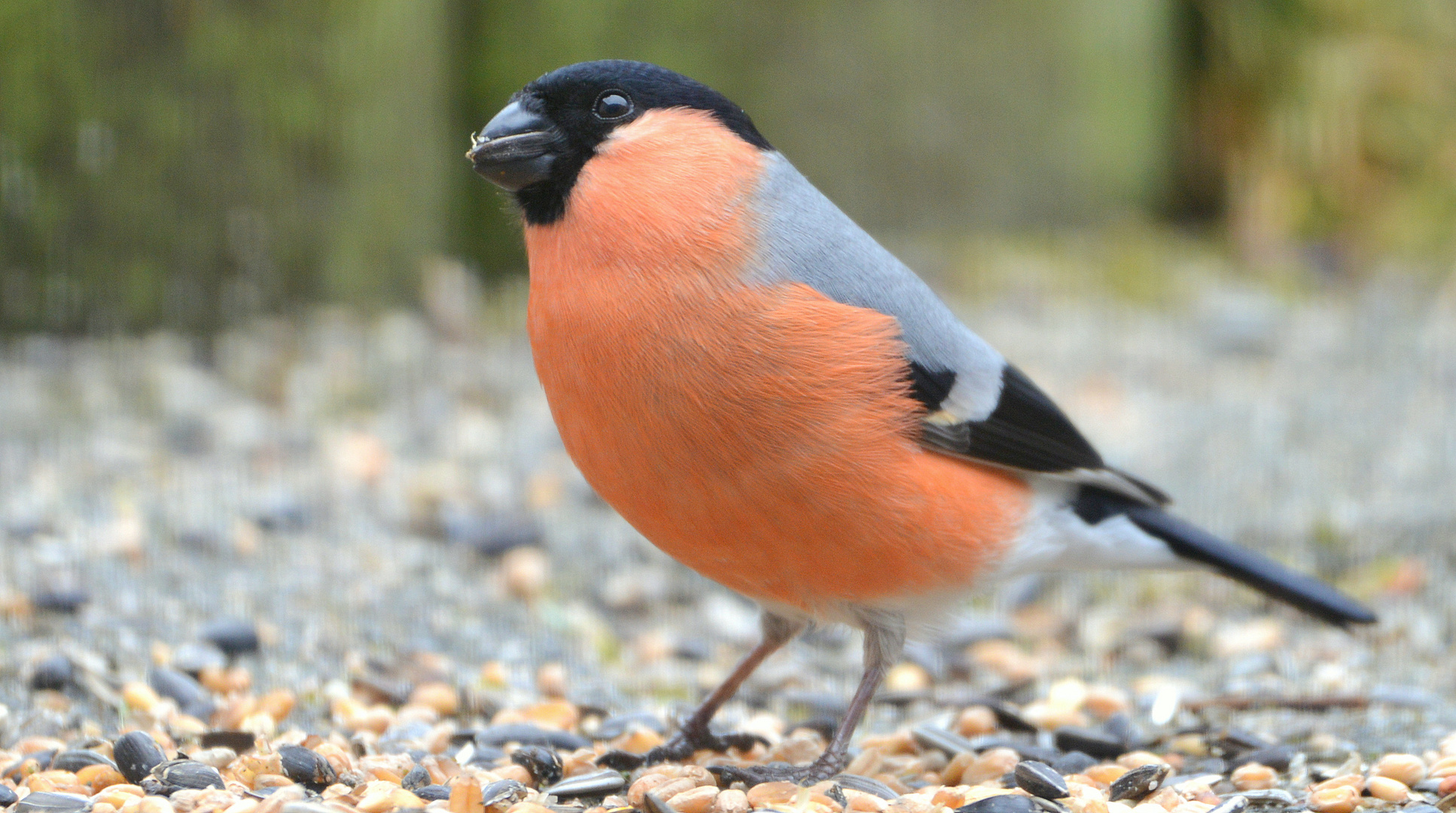 Dompfaff- Männchen Foto & Bild | tiere, wildlife, wild lebende vögel ...