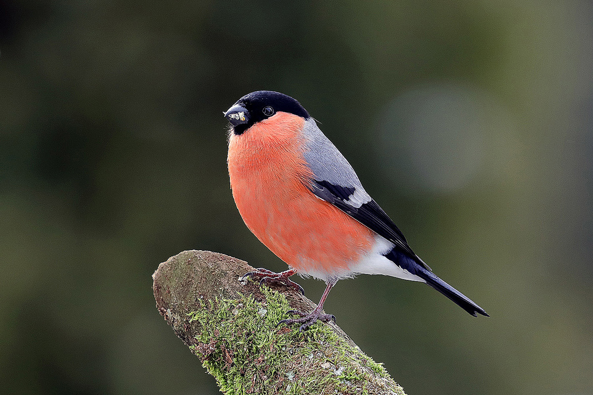 Dompfaff (male) Foto & Bild | tiere, wildlife, wild lebende vögel ...