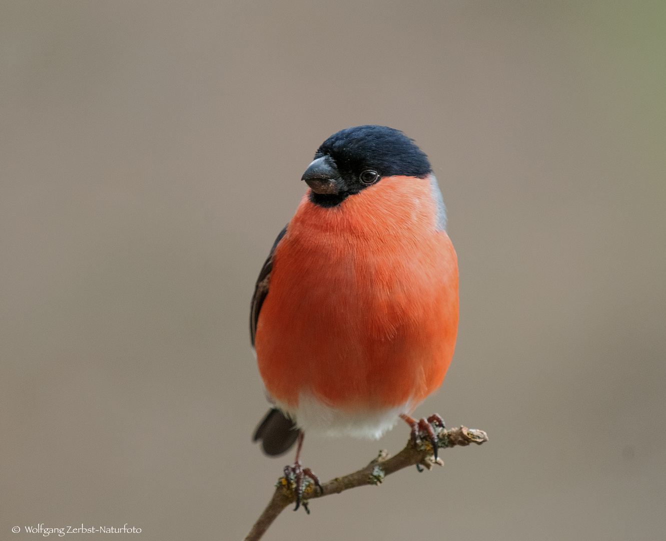 - DOMPFAFF - ( od. Gimpel ) m. Foto & Bild | fotos, world, natur Bilder ...