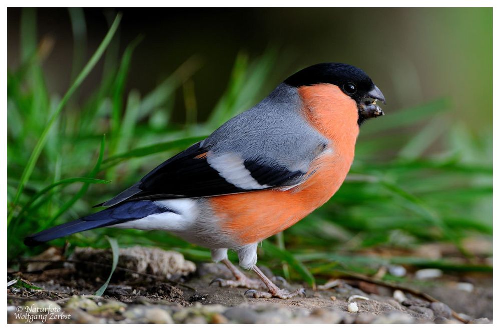 Dompfaff od. Gimpel männl. --- ( Pyrrhula pyrrhuöa ) Foto & Bild ...