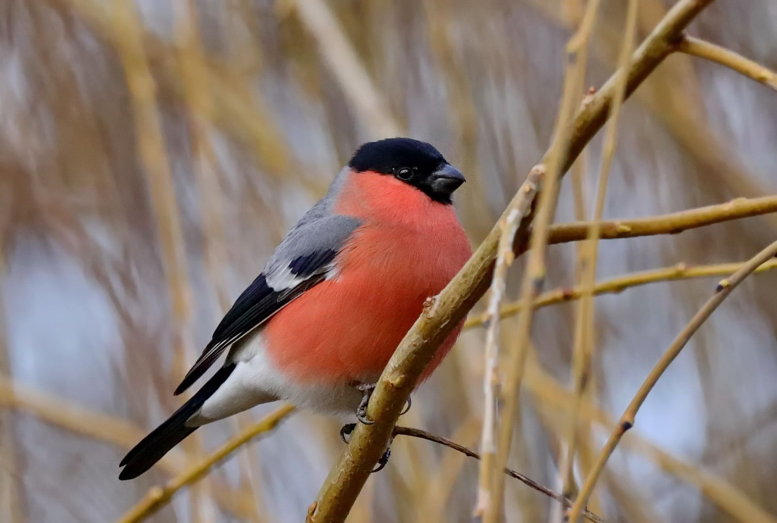 Dompfaff oder... Foto & Bild | natur, tiere, vögel Bilder auf fotocommunity