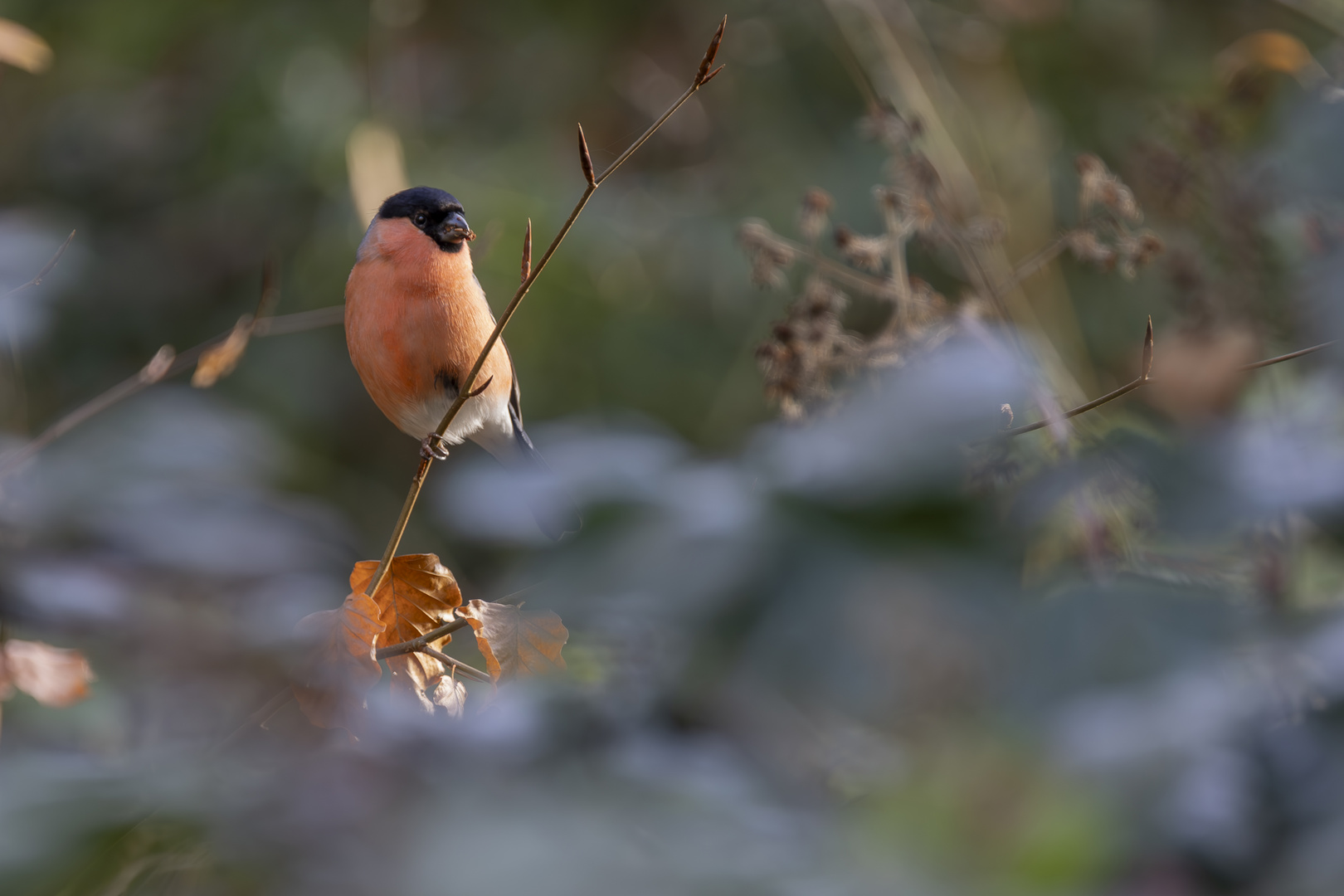 Dompfaff oder auch Gimpel Foto & Bild | tiere, wildlife, wild lebende ...