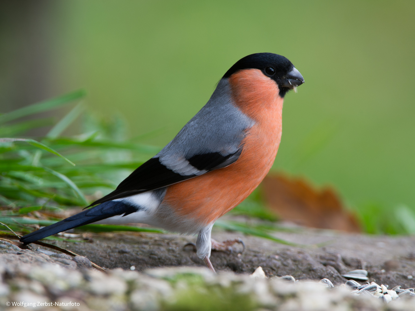 Dompfaff oder Gimpel --- Foto & Bild | fotos, frühling, himmel Bilder ...