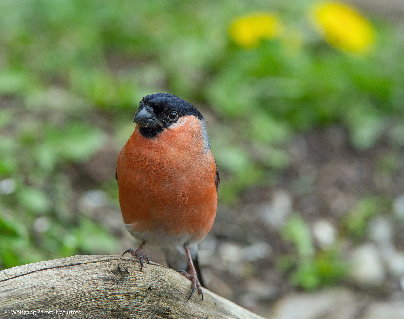 -- Dompfaff oder Gimpel -- Foto & Bild | fotos, natur, tiere Bilder auf ...