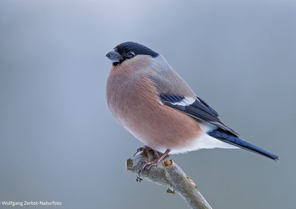 Dompfaff oder Gimpel--- Foto & Bild | fotos, natur, pflanzen Bilder auf ...