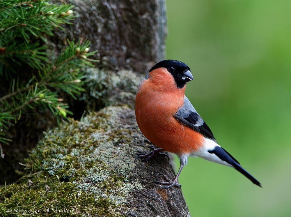 - DOMPFAFF - ( oder Gimpel ) Foto & Bild | fotos, world, natur Bilder ...