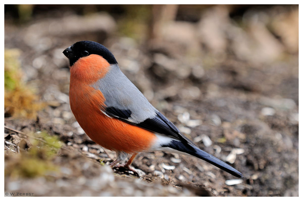 - Dompfaff oder Gimpel mänlich - Foto & Bild | tiere, wildlife, wild ...