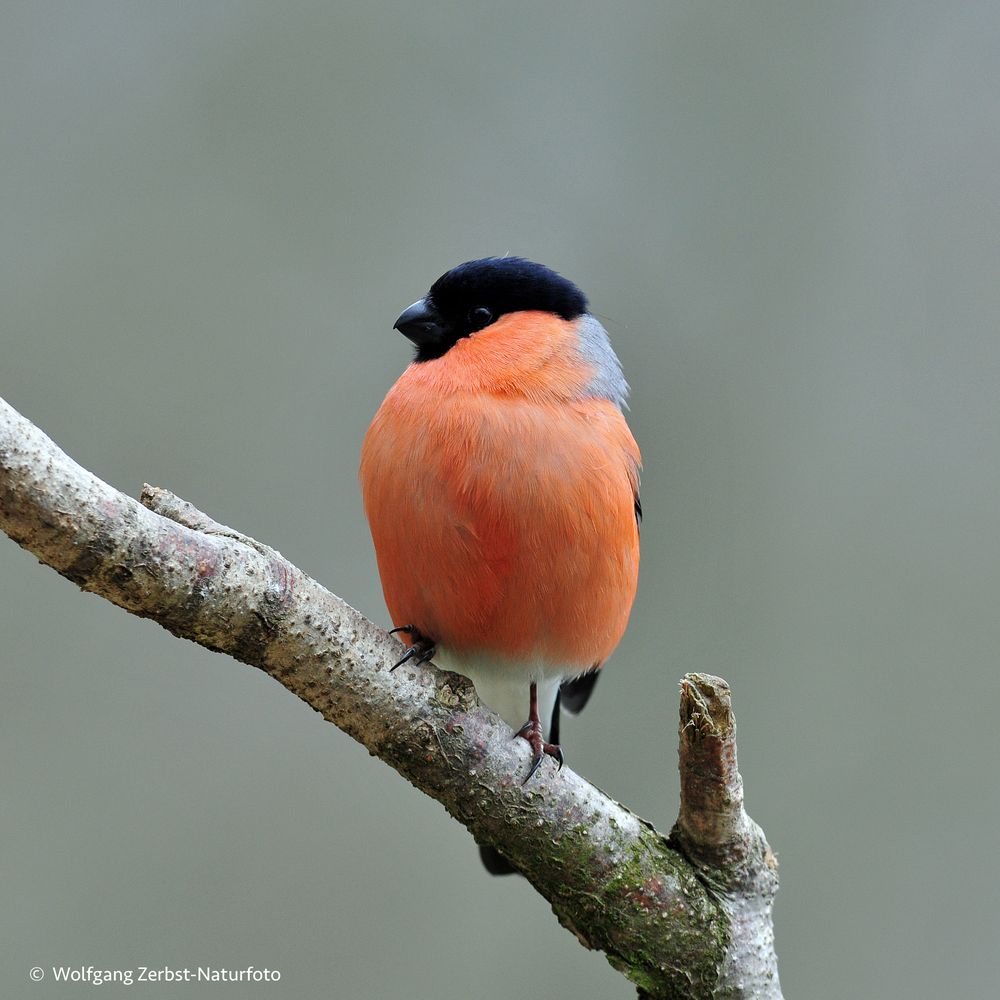 Dompfaff oder Gimpel--- ( Pyrrhula pyrrhula ) Foto & Bild | fotos ...