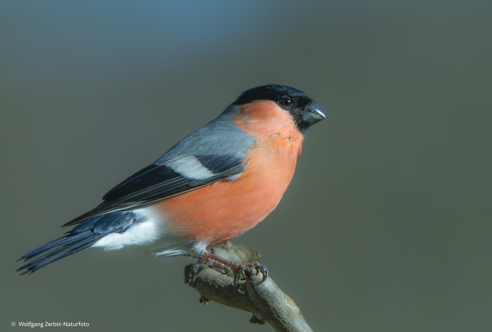 Dompfaff oder Gimpel--- ( Pyrrhula pyrrhula ) Foto & Bild | fotos ...
