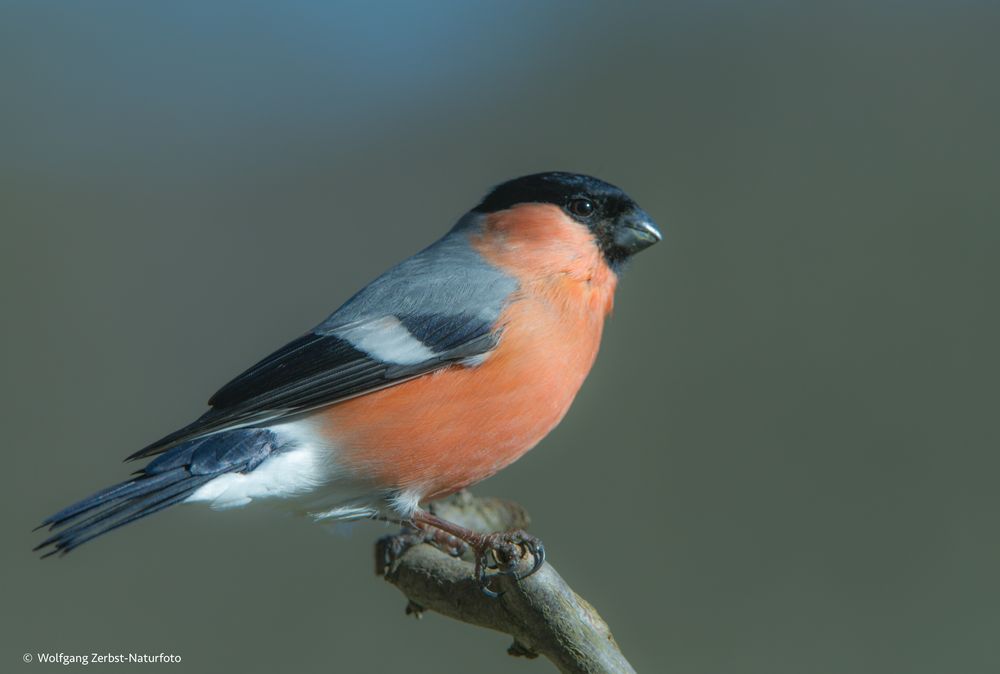 Dompfaff oder Gimpel--- ( Pyrrhula pyrrhula ) Foto & Bild | fotos ...