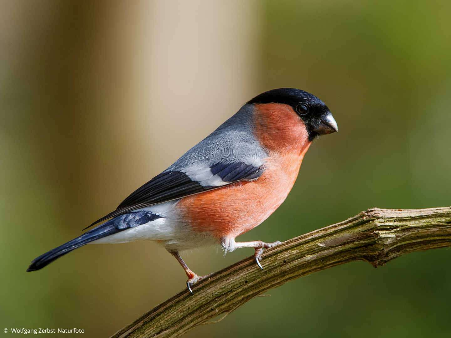 - DOMPFAFF - (Pyrrhula Pyrrhula ) Foto & Bild | fotos, world, natur ...