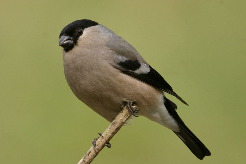 Dompfaff Weibchen Foto & Bild | tiere, wildlife, wild lebende vögel ...