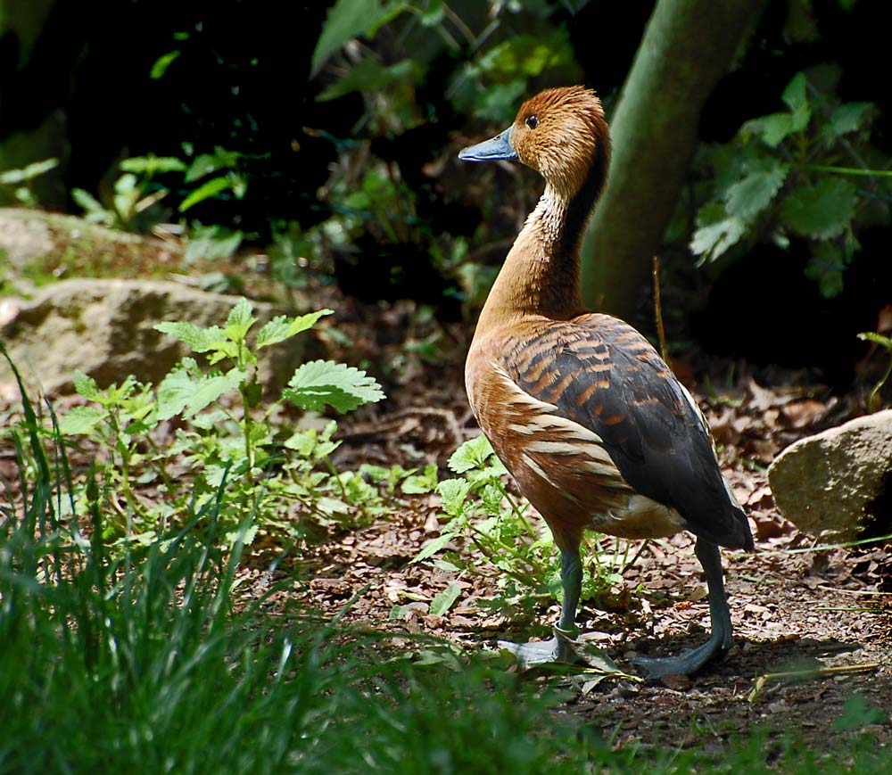 Donald Duck Foto & Bild | tiere, zoo, wildpark & falknerei, vögel ...