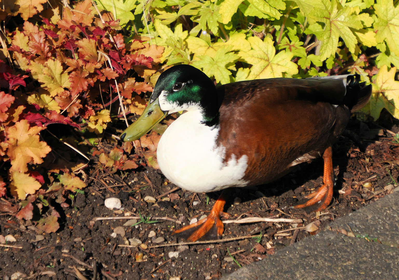 Donald hat es eilig … Foto & Bild | natur, vogel, tiere Bilder auf ...